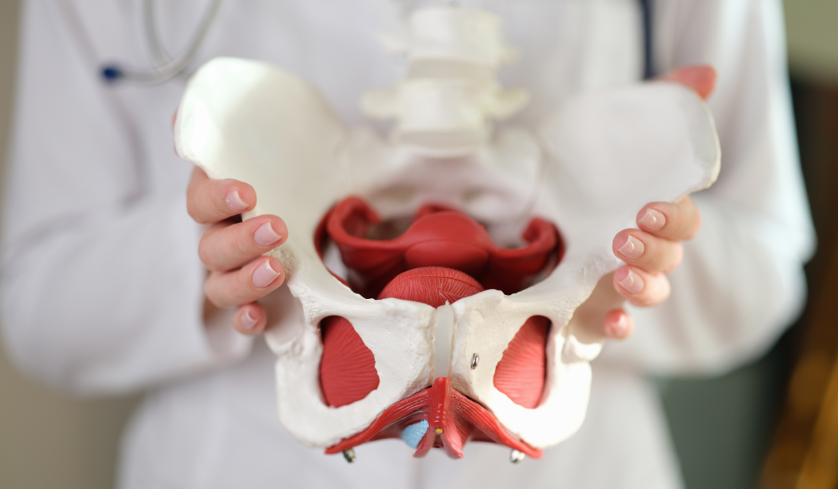 The Truth in Our Bones: Gender Differences in Pelvic Anatomy as a Key ...