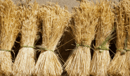 What Is A Sheaf Of The Barley Harvest I WAS JUST THINKING MINISTRIES What Is A Sheaf Of The Barley Harvest I WAS JUST THINKING MINISTRIES